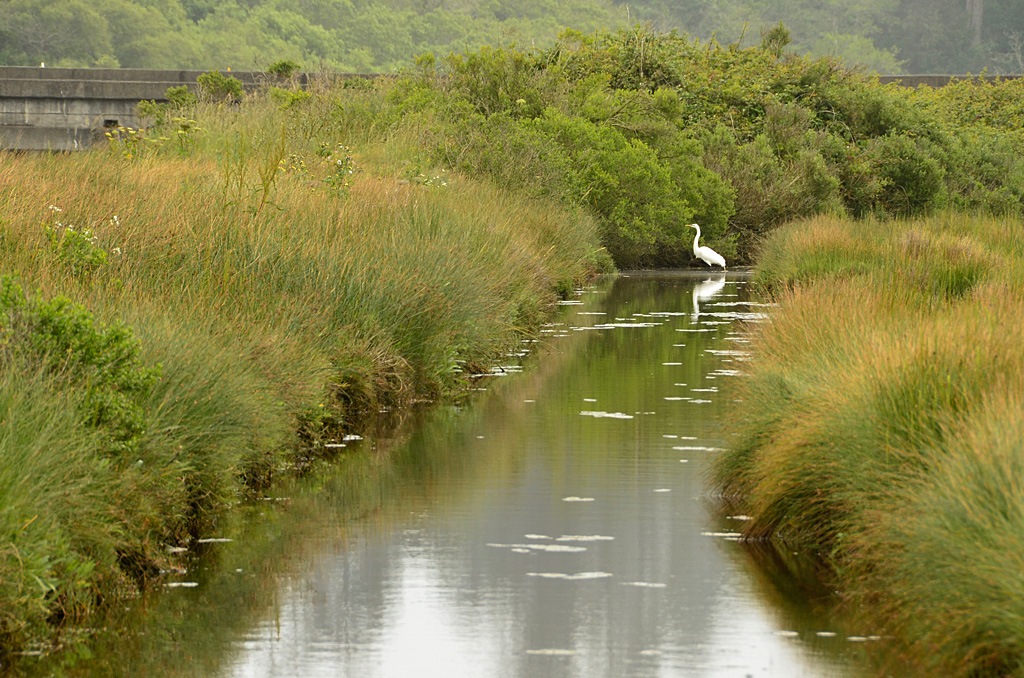 Future-Proofing Our Coastal Wetlands